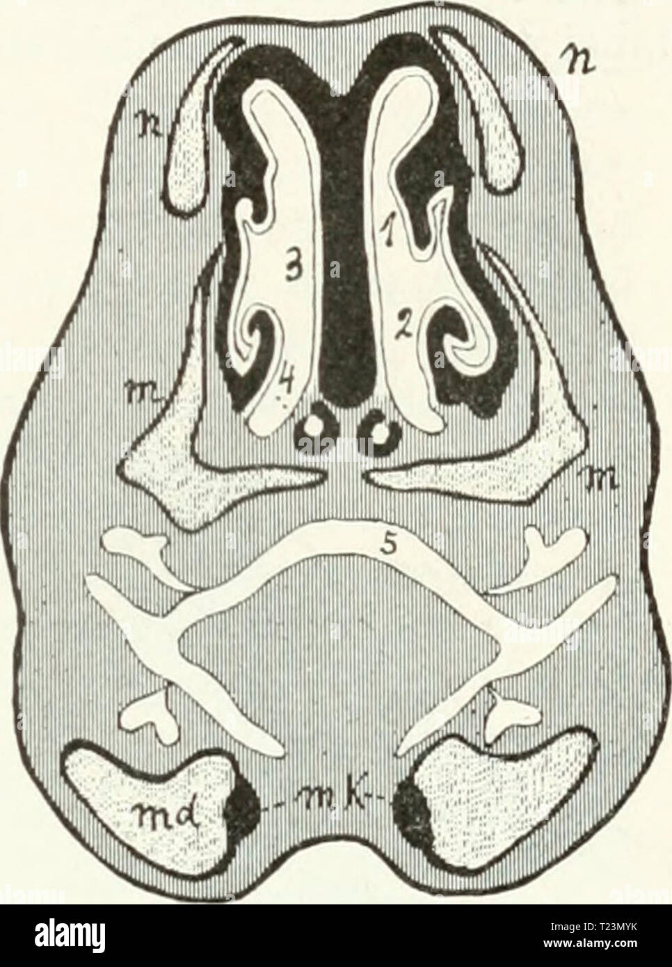 Gnter hi-res stock photography and images - Alamy