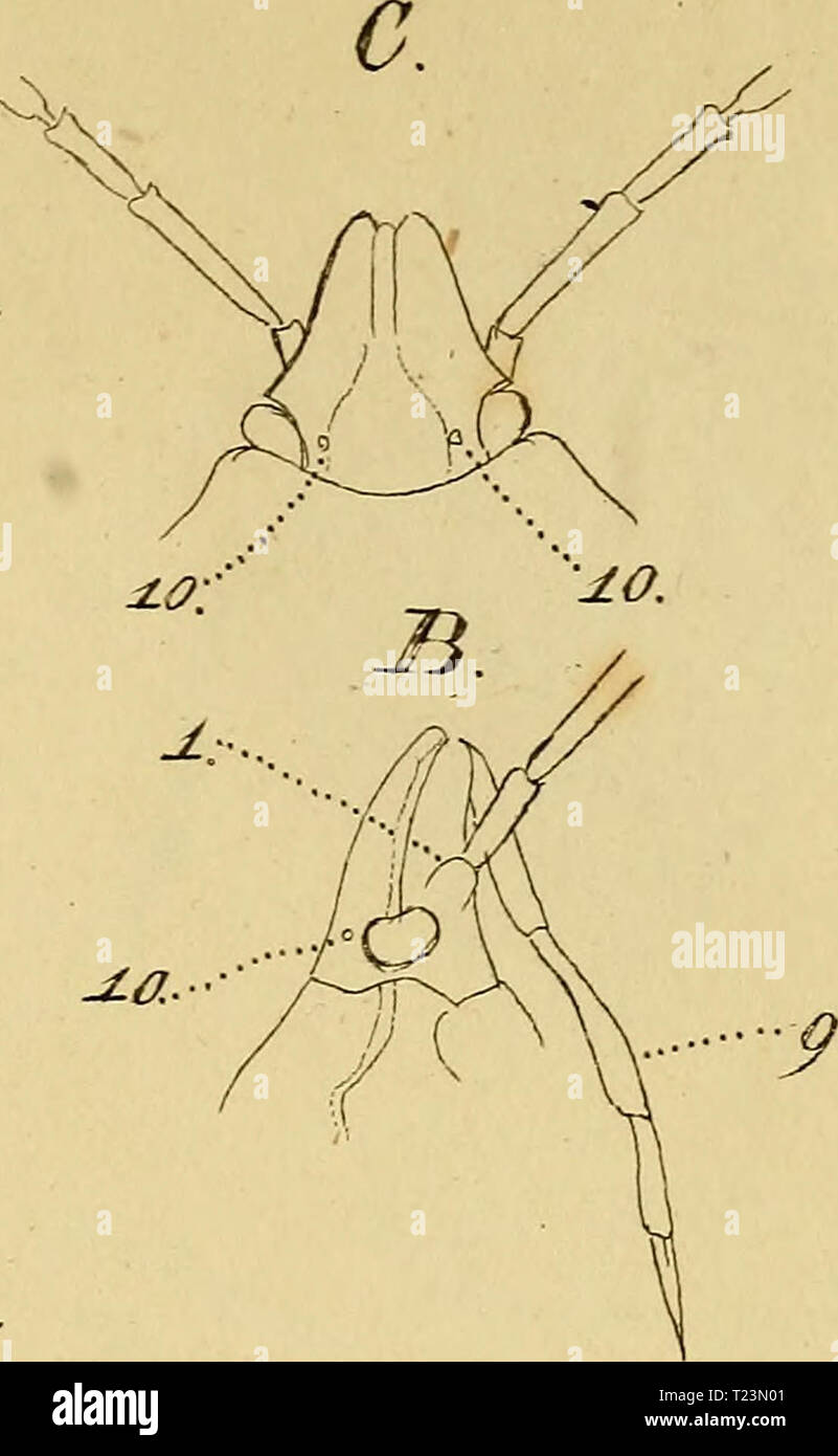 Archive image from page 170 of Die wanzenartigen Insecten getreu nach ...