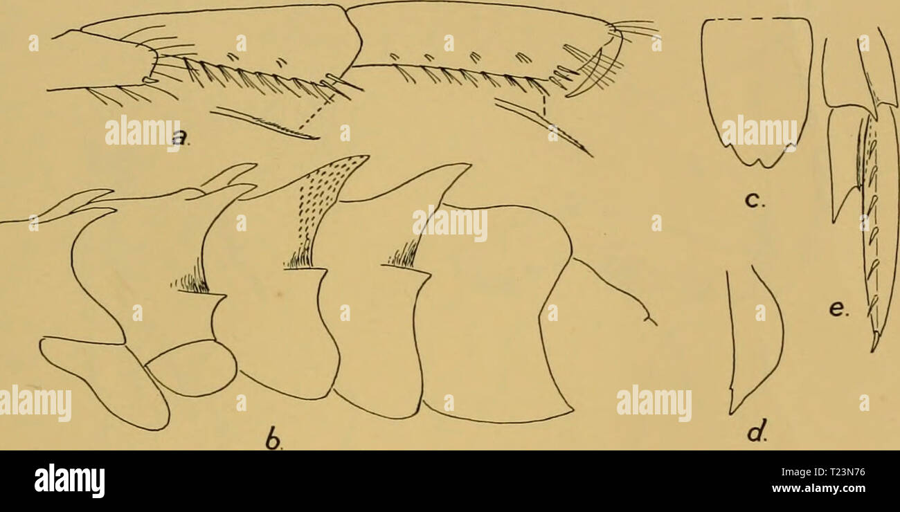 Setulose hi-res stock photography and images - Alamy