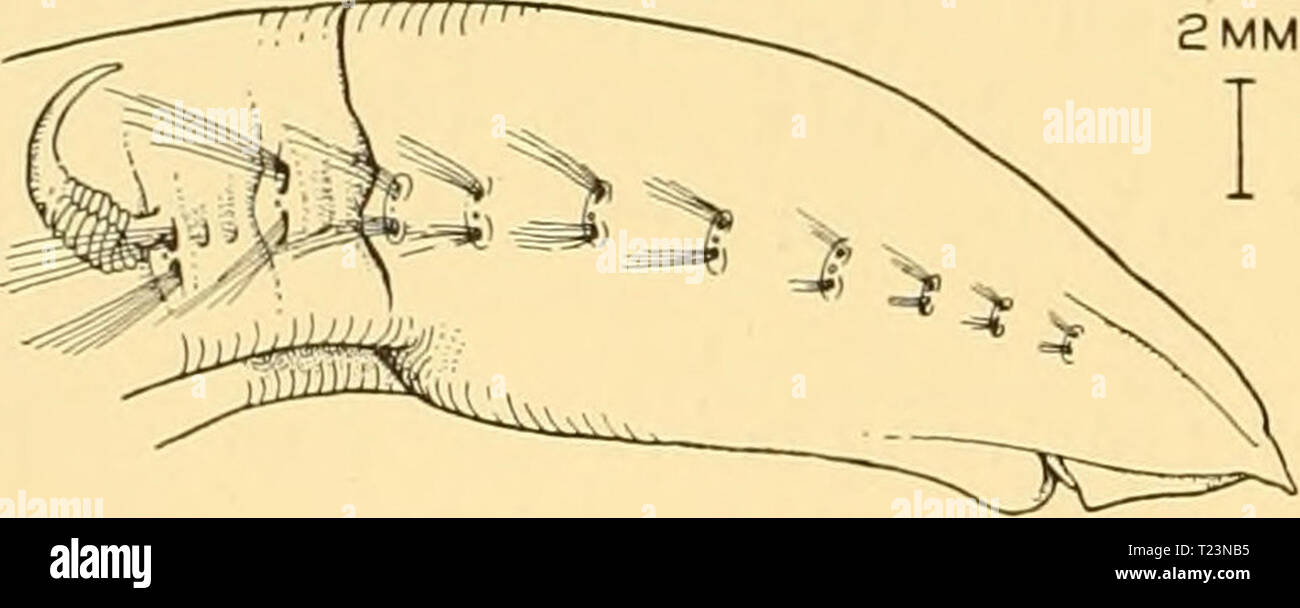 Archive image from page 181 of Discovery reports (1936) Discovery ...
