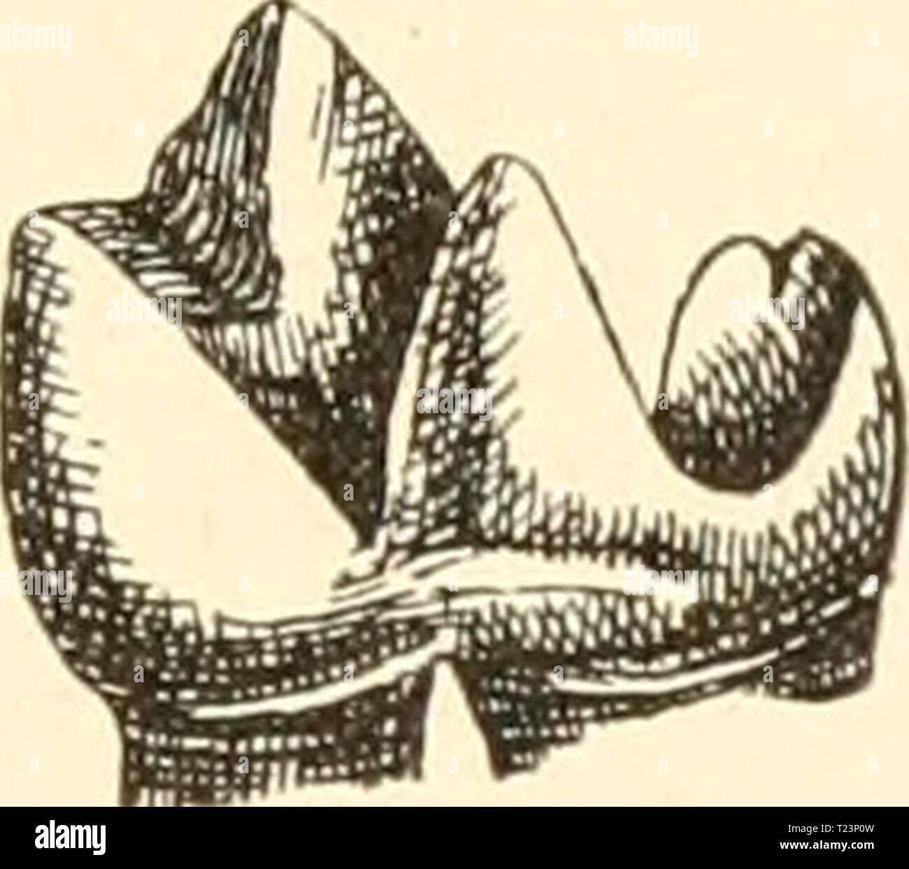 Trigonid High Resolution Stock Photography and Images - Alamy