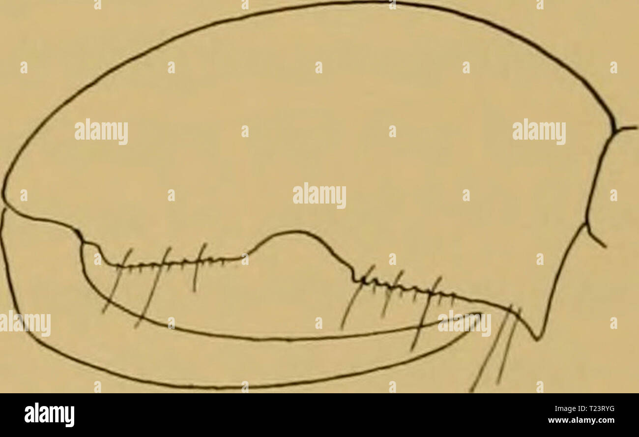 Podoceridae hi-res stock photography and images - Alamy