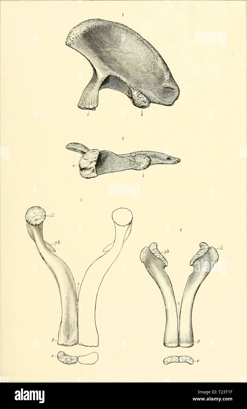 Archive image from page 256 of The dinosaurs of North America The ...