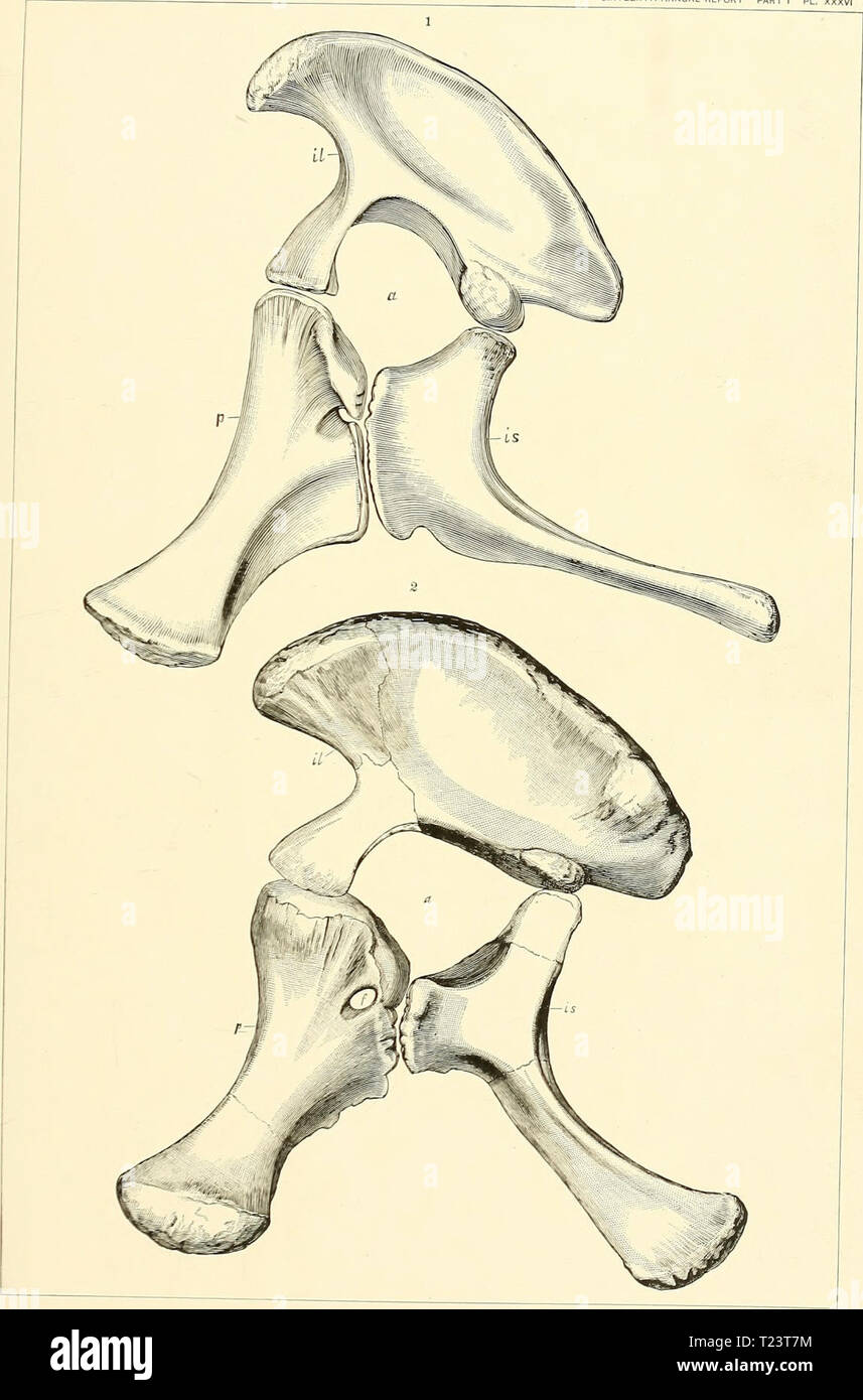 Archive image from page 260 of The dinosaurs of North America The ...