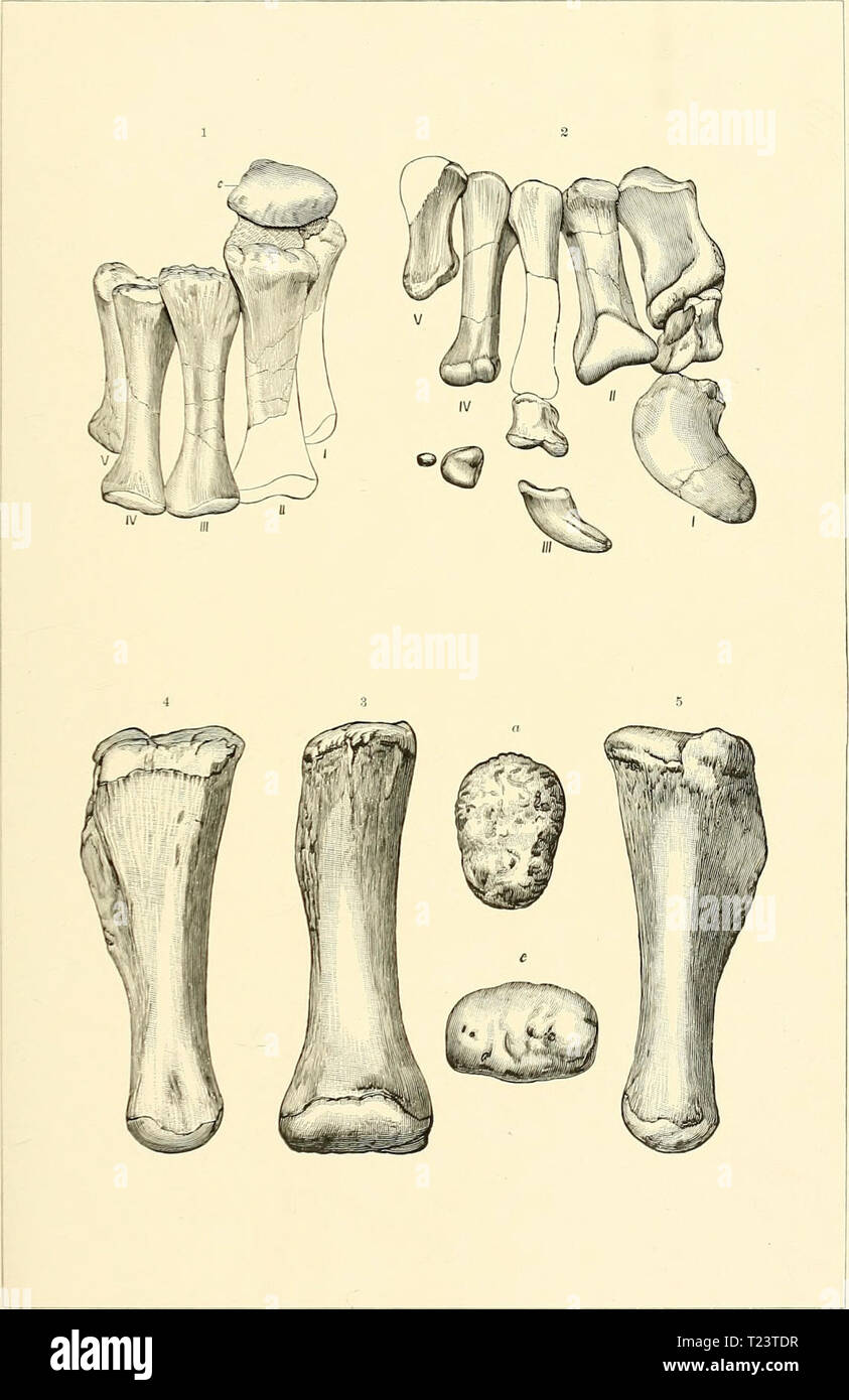 Archive image from page 264 of The dinosaurs of North America The ...
