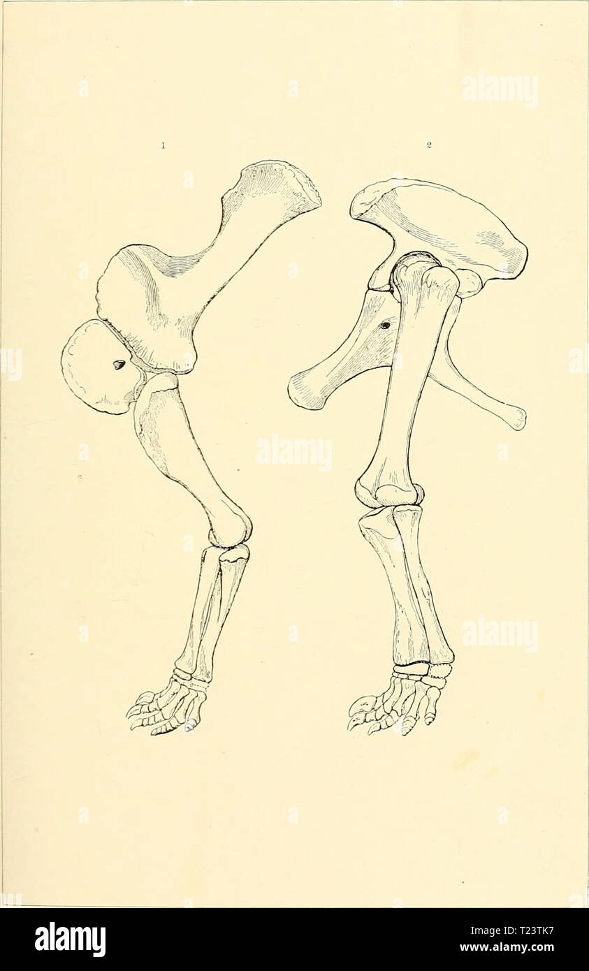 Morosaurus hi-res stock photography and images - Alamy