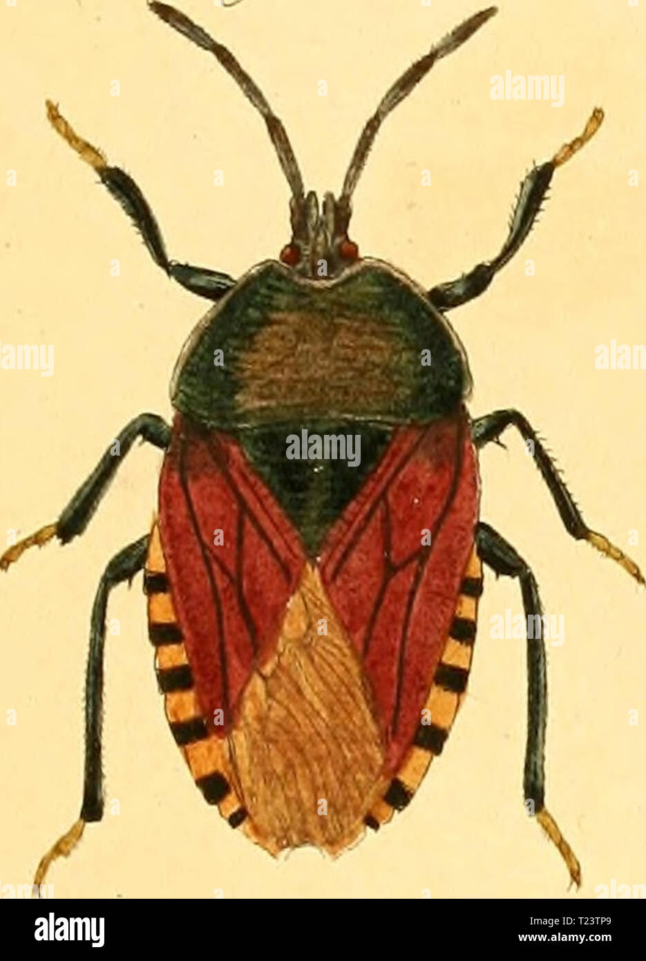 Archive image from page 272 of Die wanzenartigen Insecten getreu Die ...