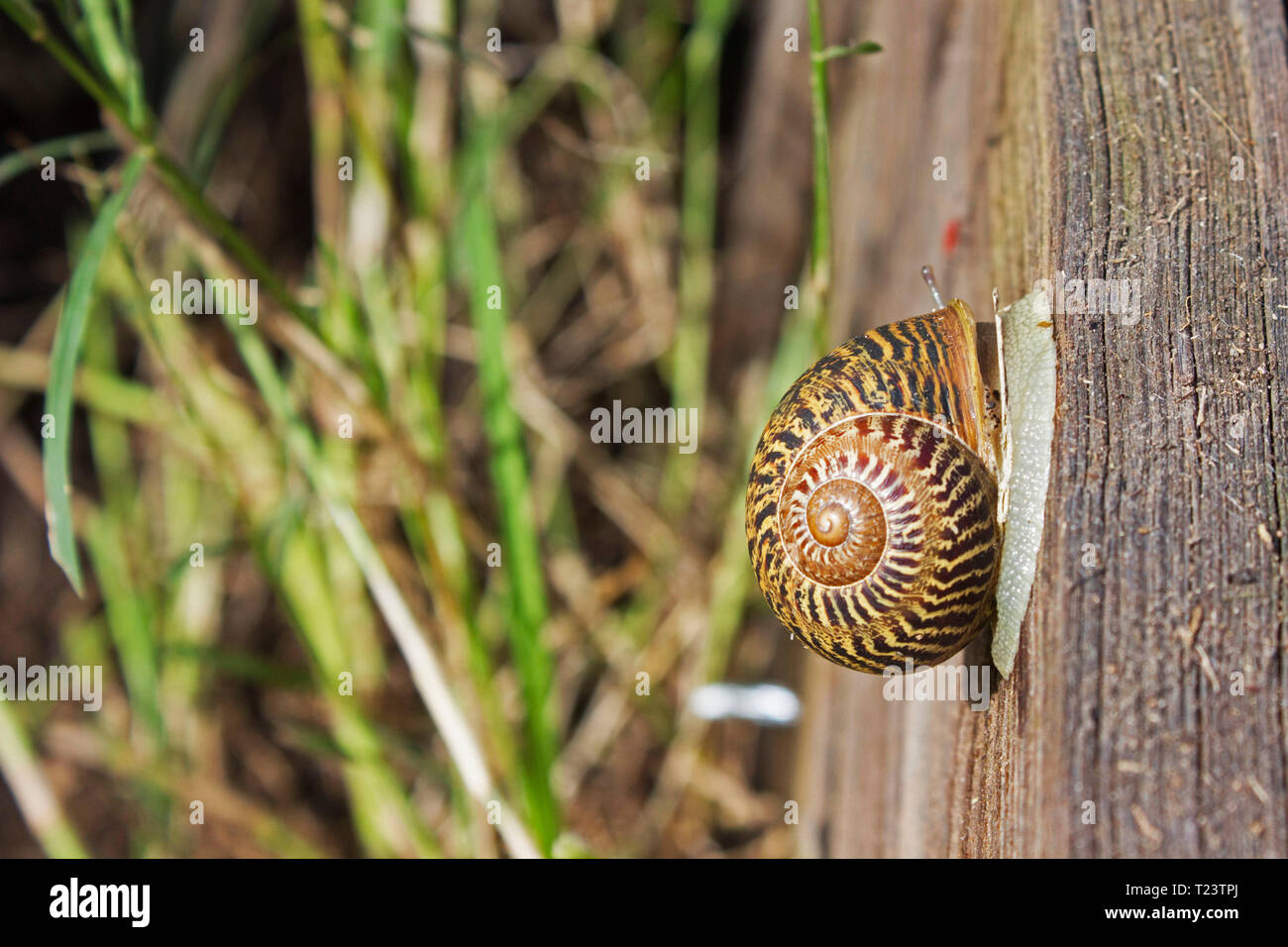 The snail in the garden Stock Photo - Alamy