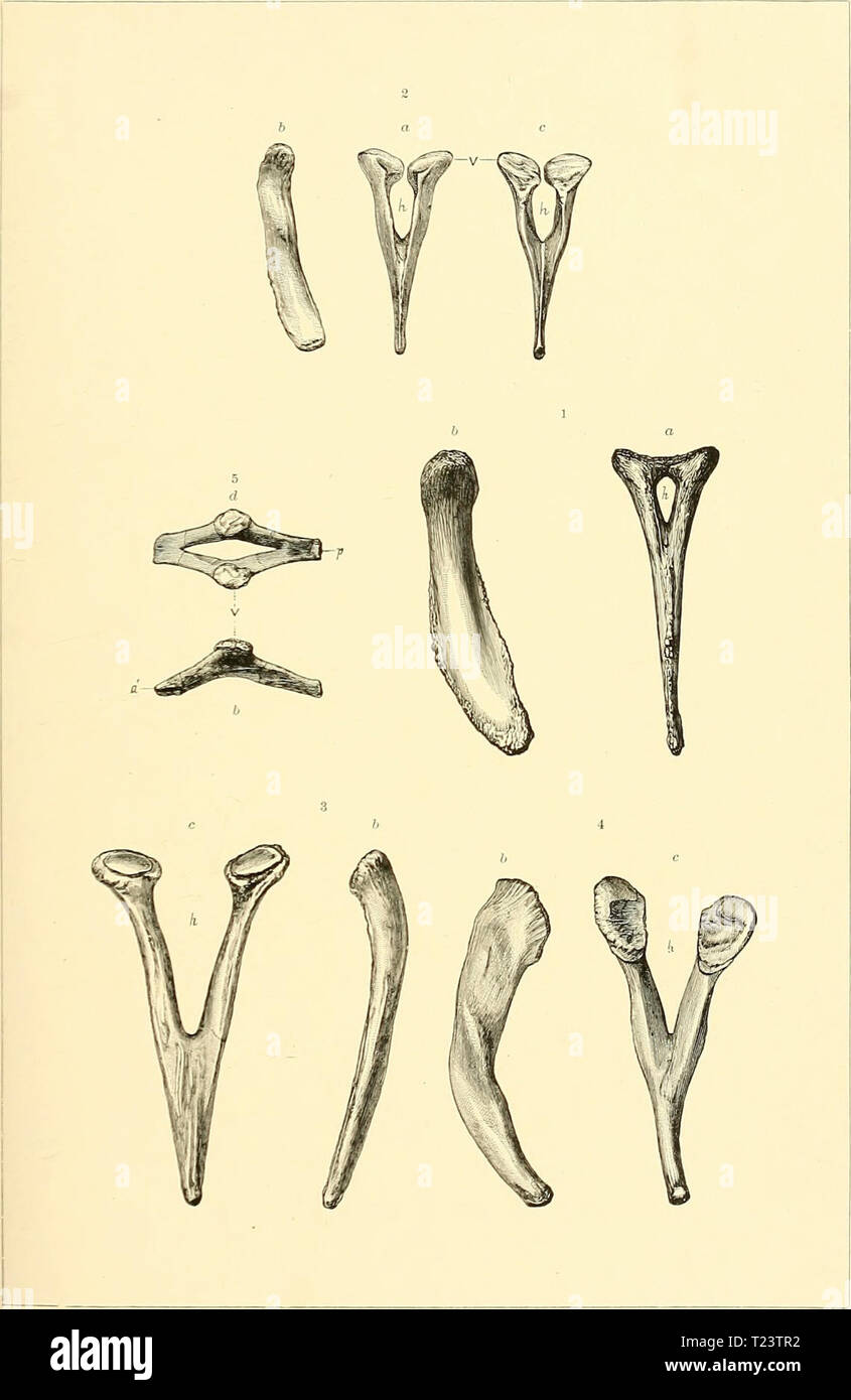 Morosaurus hi-res stock photography and images - Alamy