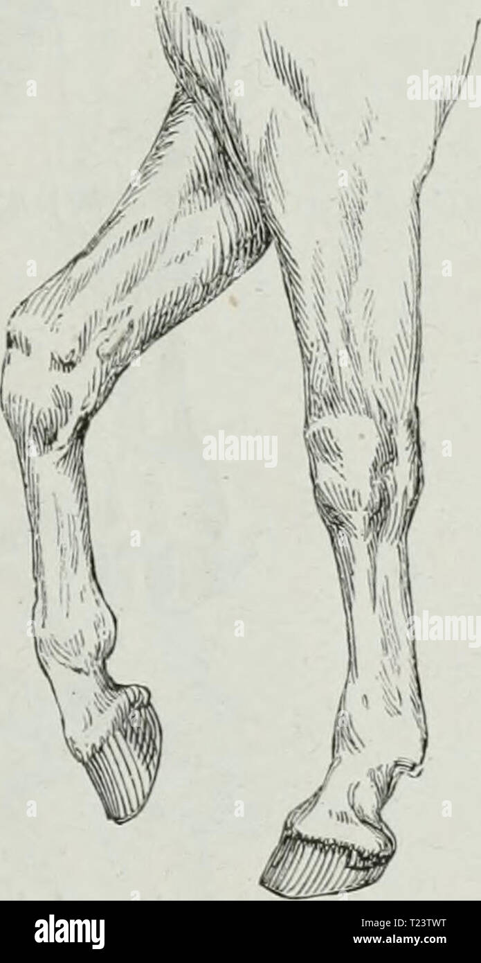 Archive image from page 276 of Die Thierzucht (1886) Die Thierzucht ...