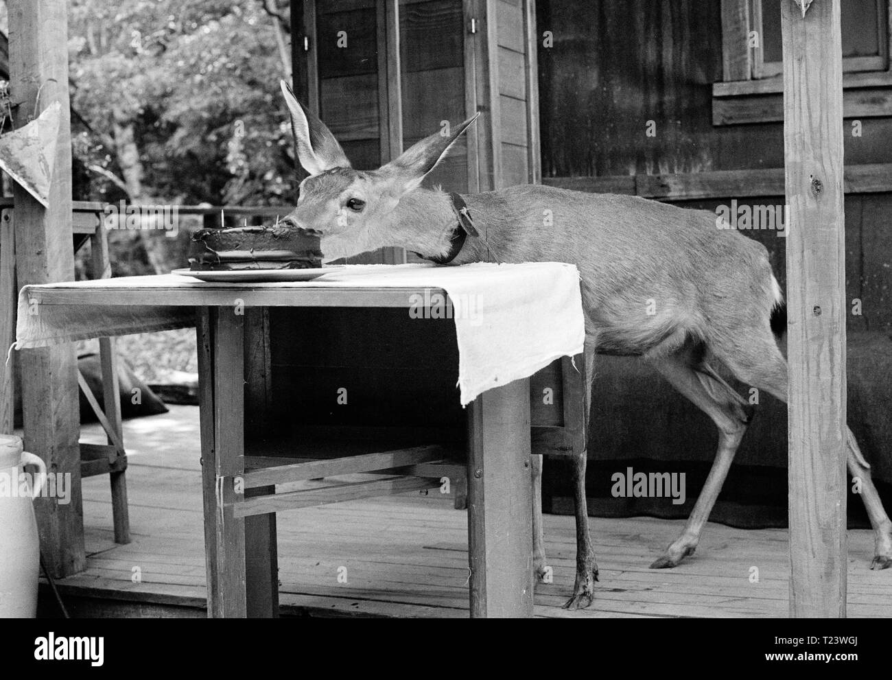 Deer a Black and White Stock Photos & Images - Alamy