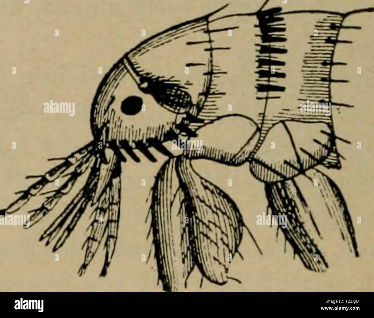 Archive image from page 363 of Die vergleichende Pathologie der Haut ...