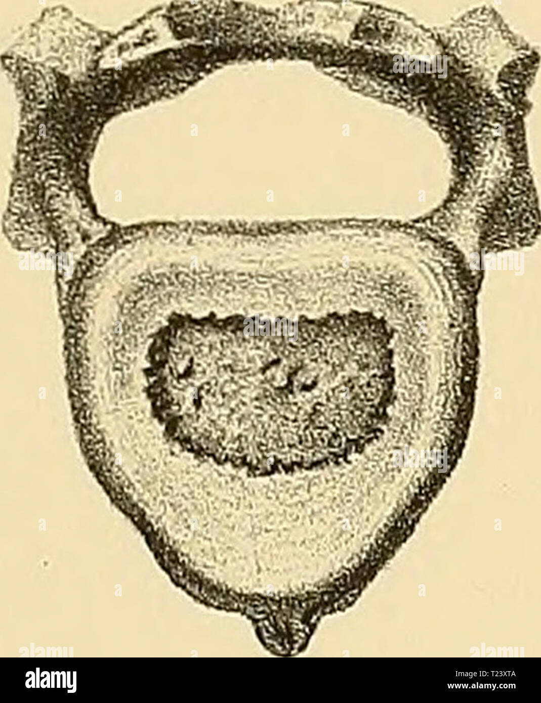 Archive image from page 366 of Dinocerata a monograph of Dinocerata : a ...
