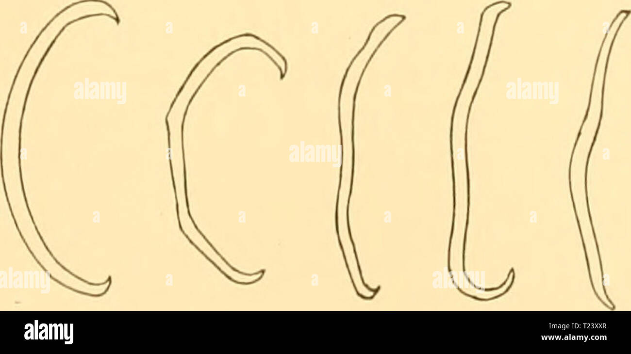 Archive image from page 368 of Discovery reports (1932) Discovery ...