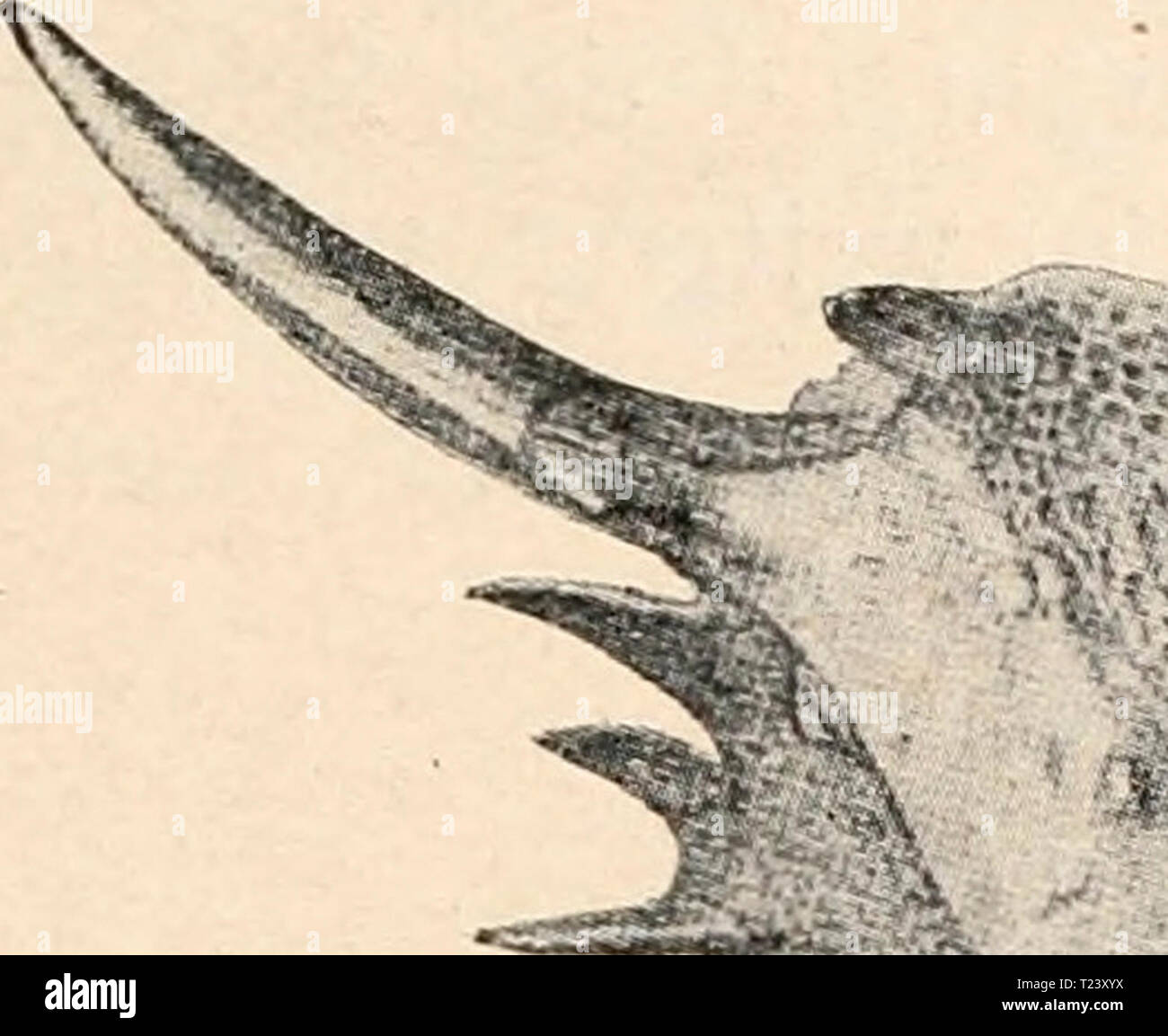 Kleine wirbeltiere hi-res stock photography and images - Alamy