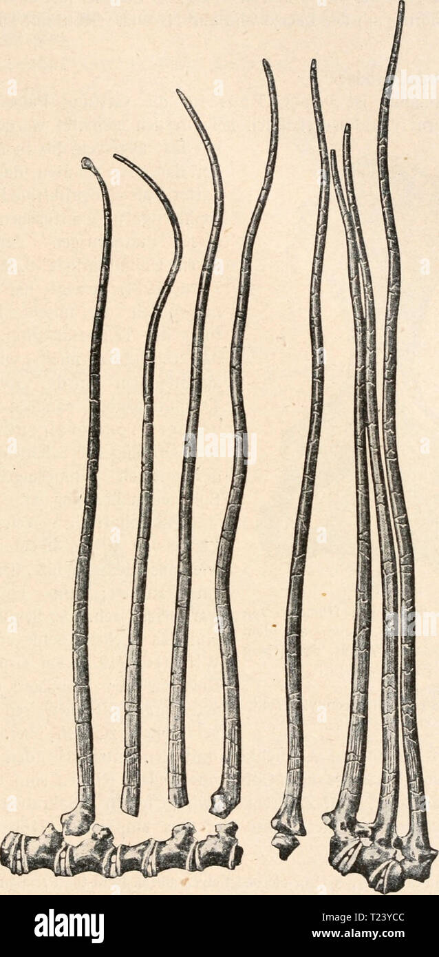 Dornfortsatz hi-res stock photography and images - Alamy