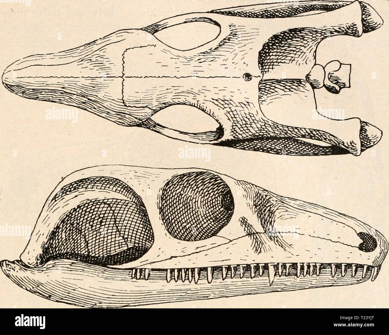 Varanosaurus hi-res stock photography and images - Alamy