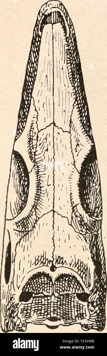 Kleine wirbeltiere hi-res stock photography and images - Alamy