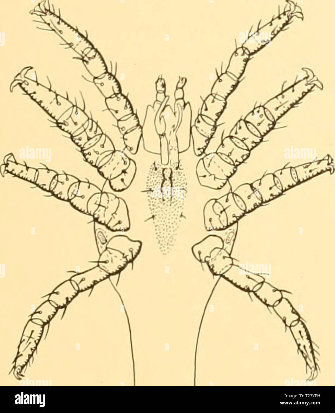 Curved leaf illustration historical hi-res stock photography and images ...