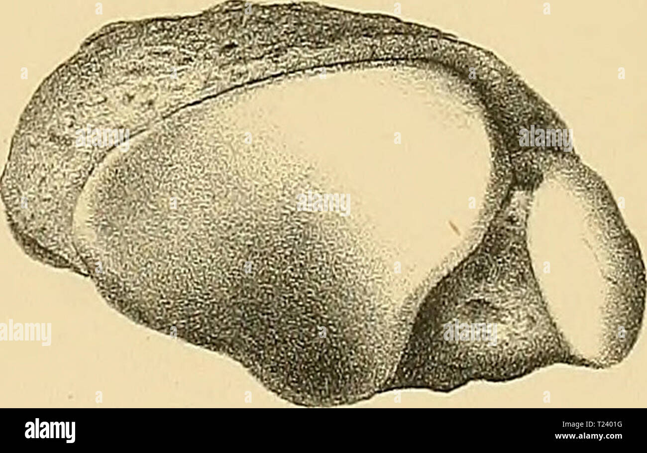 Dinoceras hi-res stock photography and images - Alamy