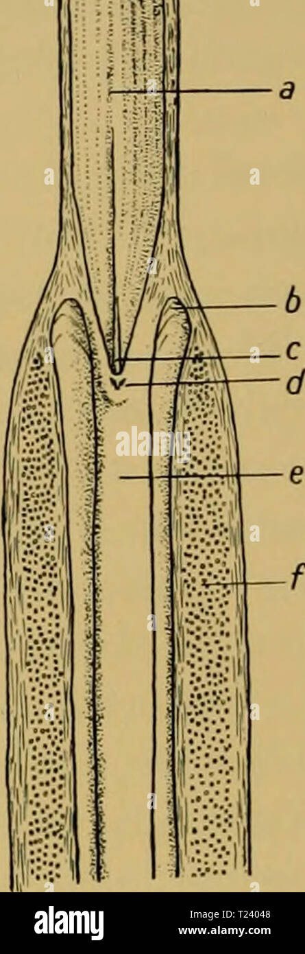 Verumontanum High Resolution Stock Photography and Images - Alamy