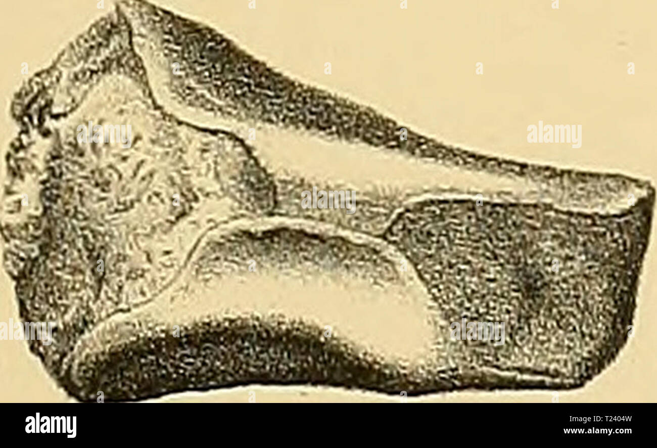 Dinoceras hi-res stock photography and images - Alamy