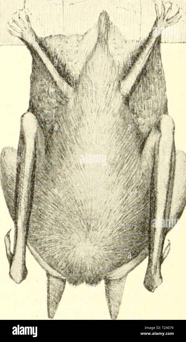 Megaderma hi-res stock photography and images - Alamy