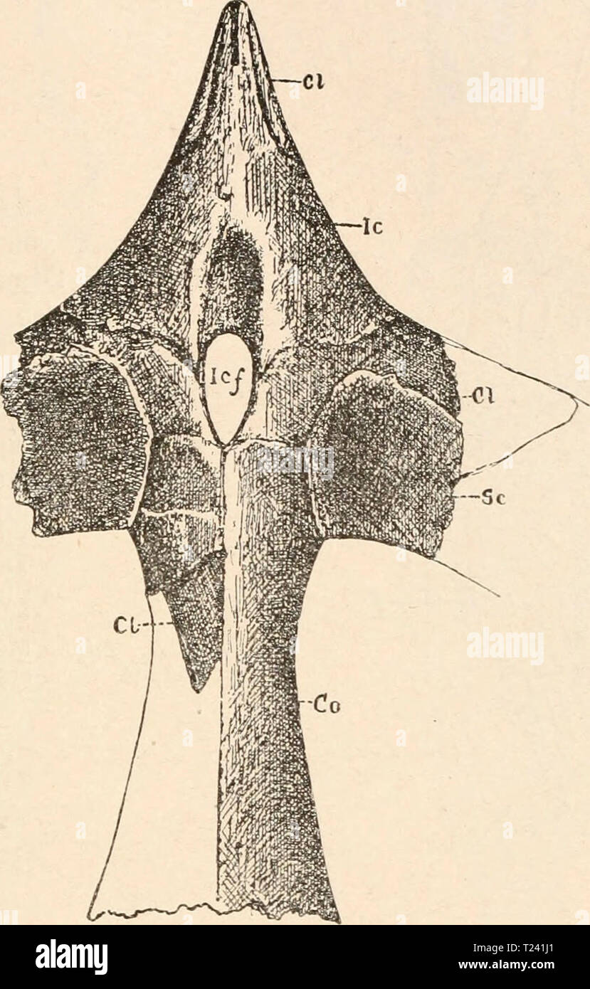 Simolestes vorax hi-res stock photography and images - Alamy