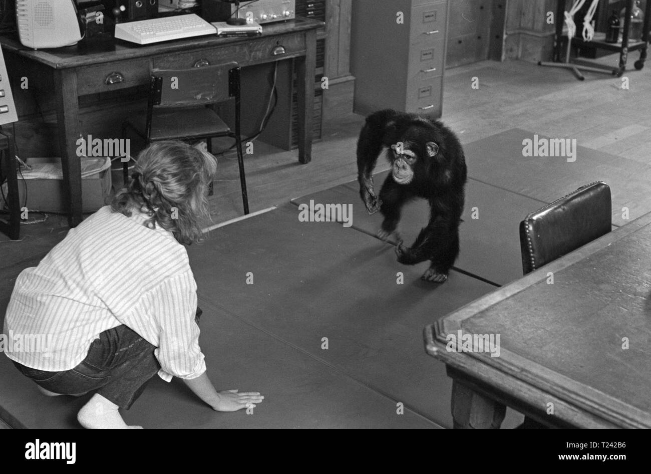 Link (1986) Elisabeth Shue, Jed the Chimpanzee, Date: 1986 Stock Photo ...