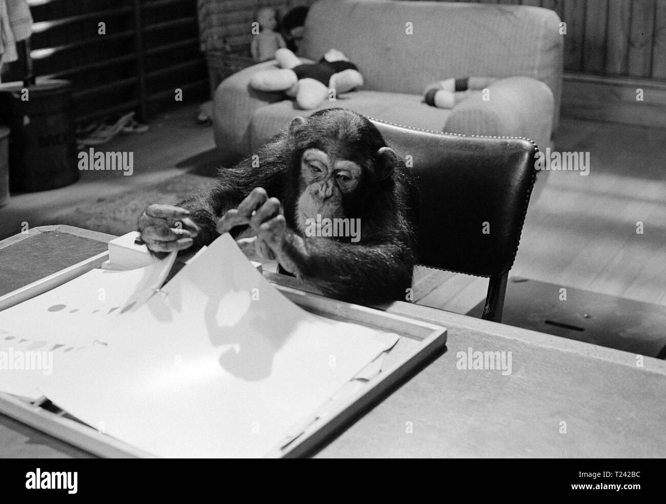 Link (1986) Jed the Chimpanzee, Date: 1986 Stock Photo - Alamy