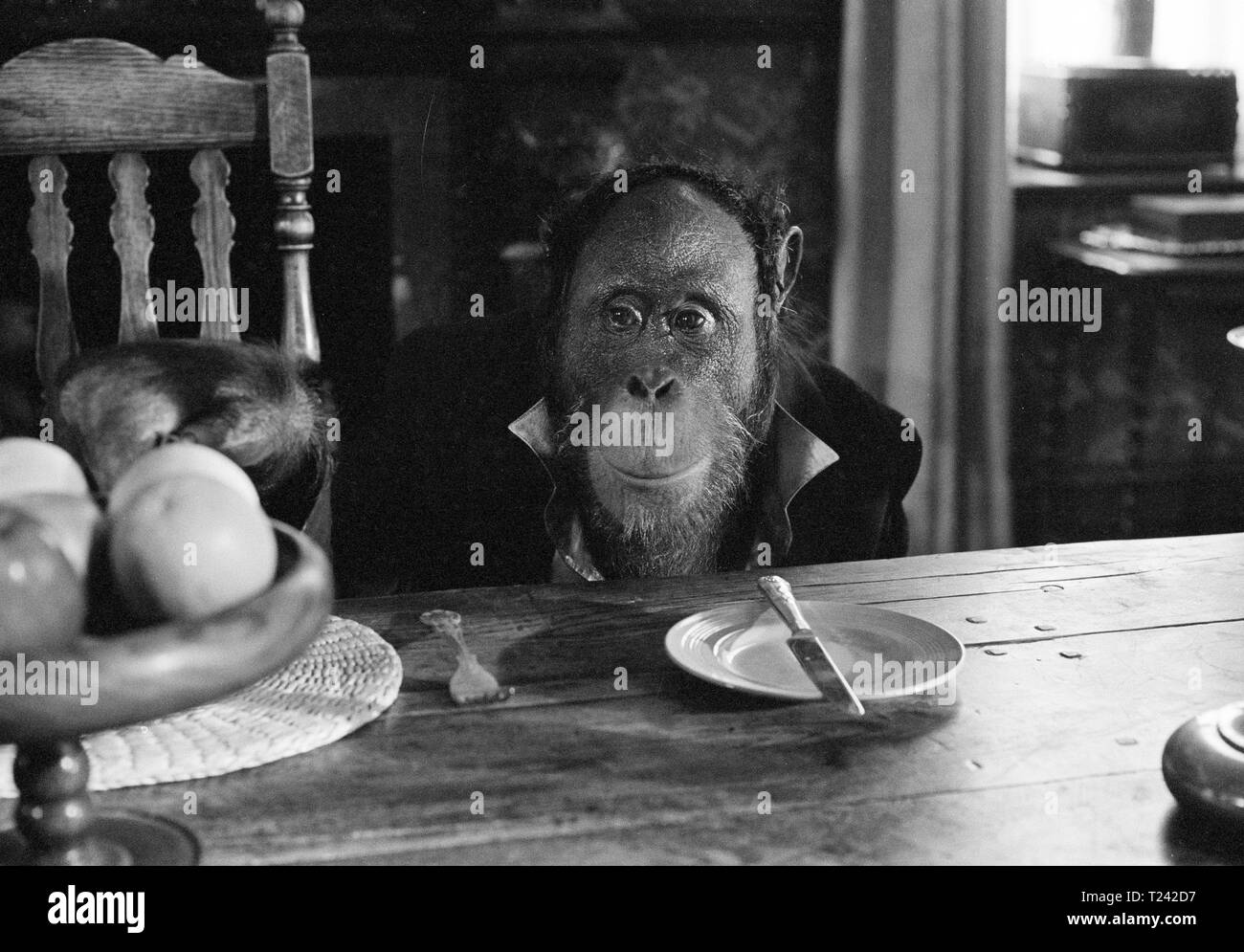 Link (1986) Locke the Orangutan, Date: 1986 Stock Photo - Alamy