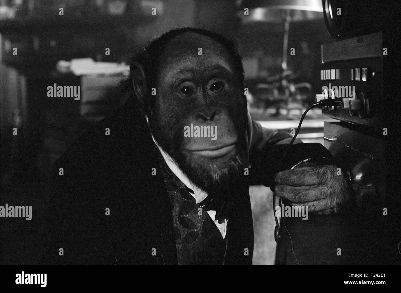 Link (1986) Locke the Orangutan, Date: 1986 Stock Photo - Alamy