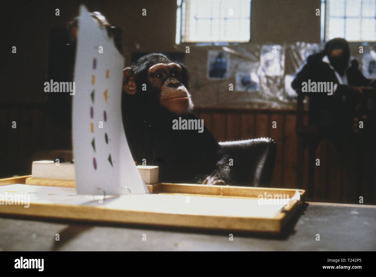 Link (1986) Jed the Chimpanzee, Date: 1986 Stock Photo - Alamy
