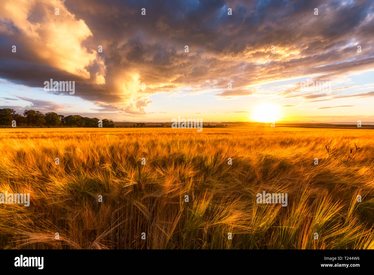 Barley field at sunset hi-res stock photography and images - Alamy