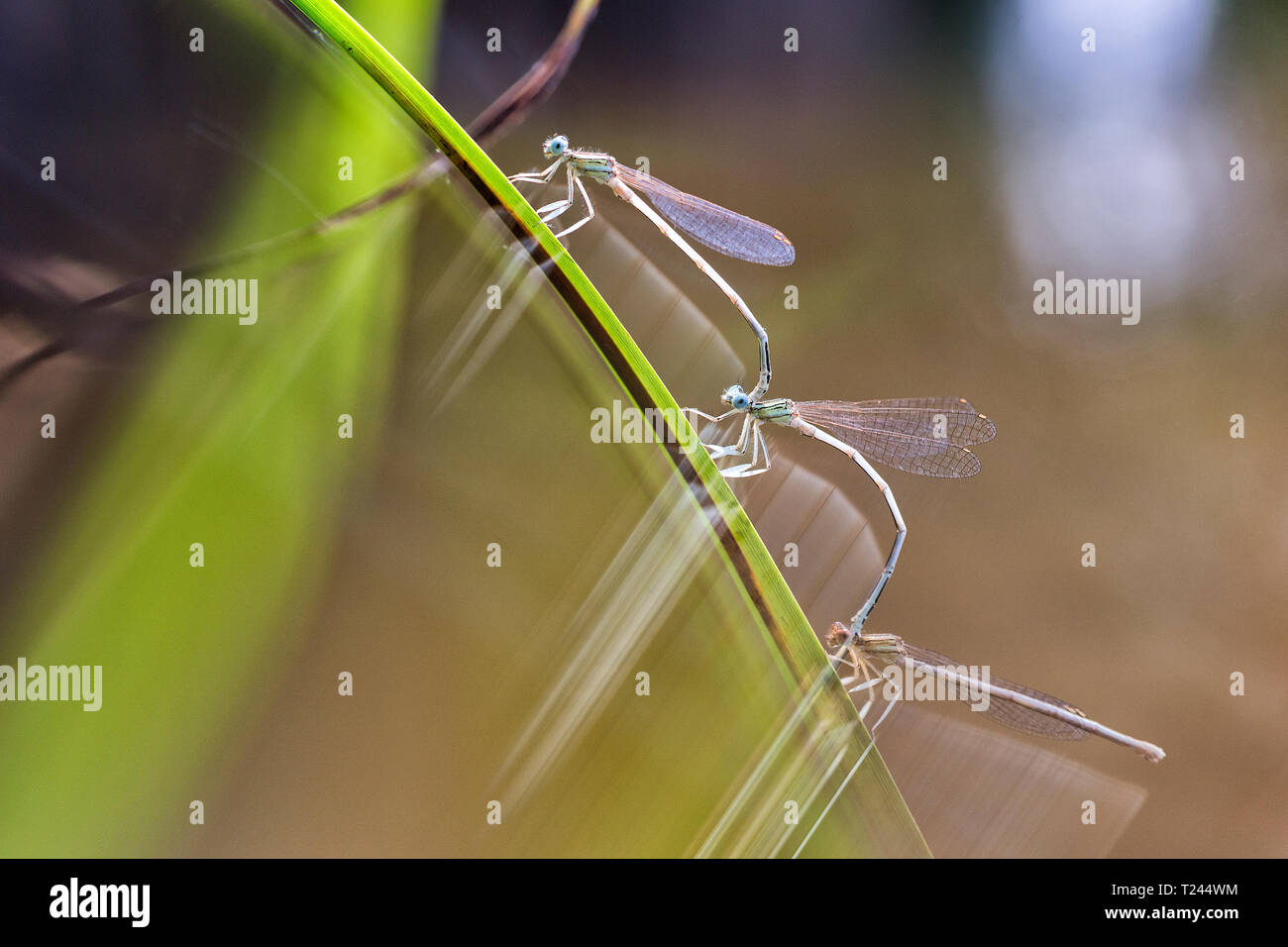 Three dragon flies on a twig Stock Photo - Alamy