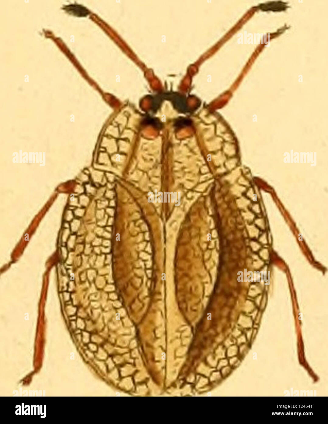 Archive image from page 238 of Die wanzenartigen Insecten getreu Die ...