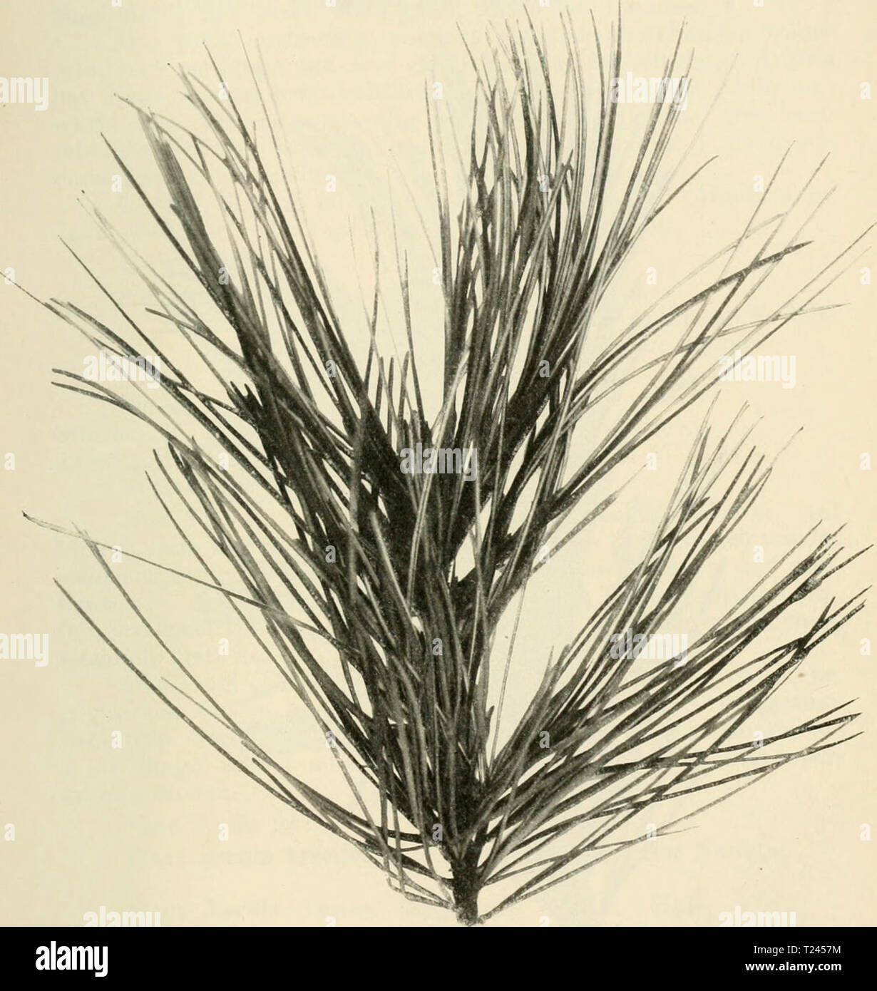 Wellige hi-res stock photography and images - Alamy