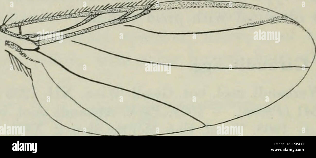 Archive image from page 243 of Diptera Danica genera and species Stock ...