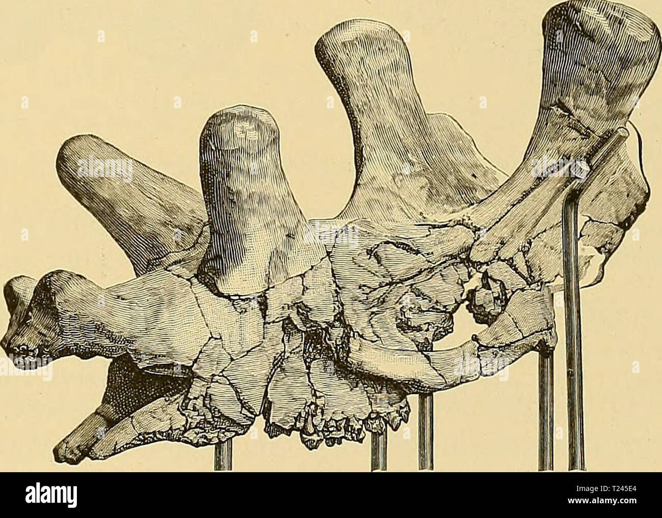 Two parietal bone hi-res stock photography and images - Alamy