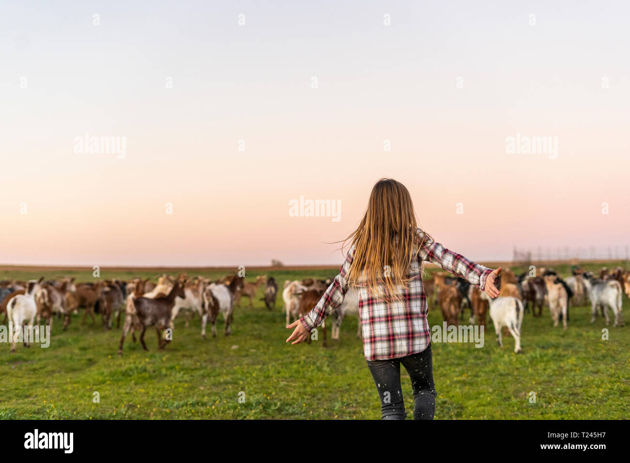 Herd back hi-res stock photography and images - Alamy