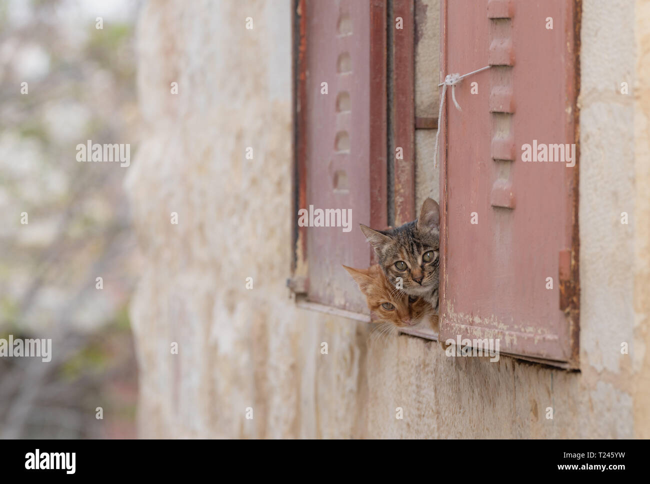 Two curious adorable kitten hiding behind window, looking at camera ...