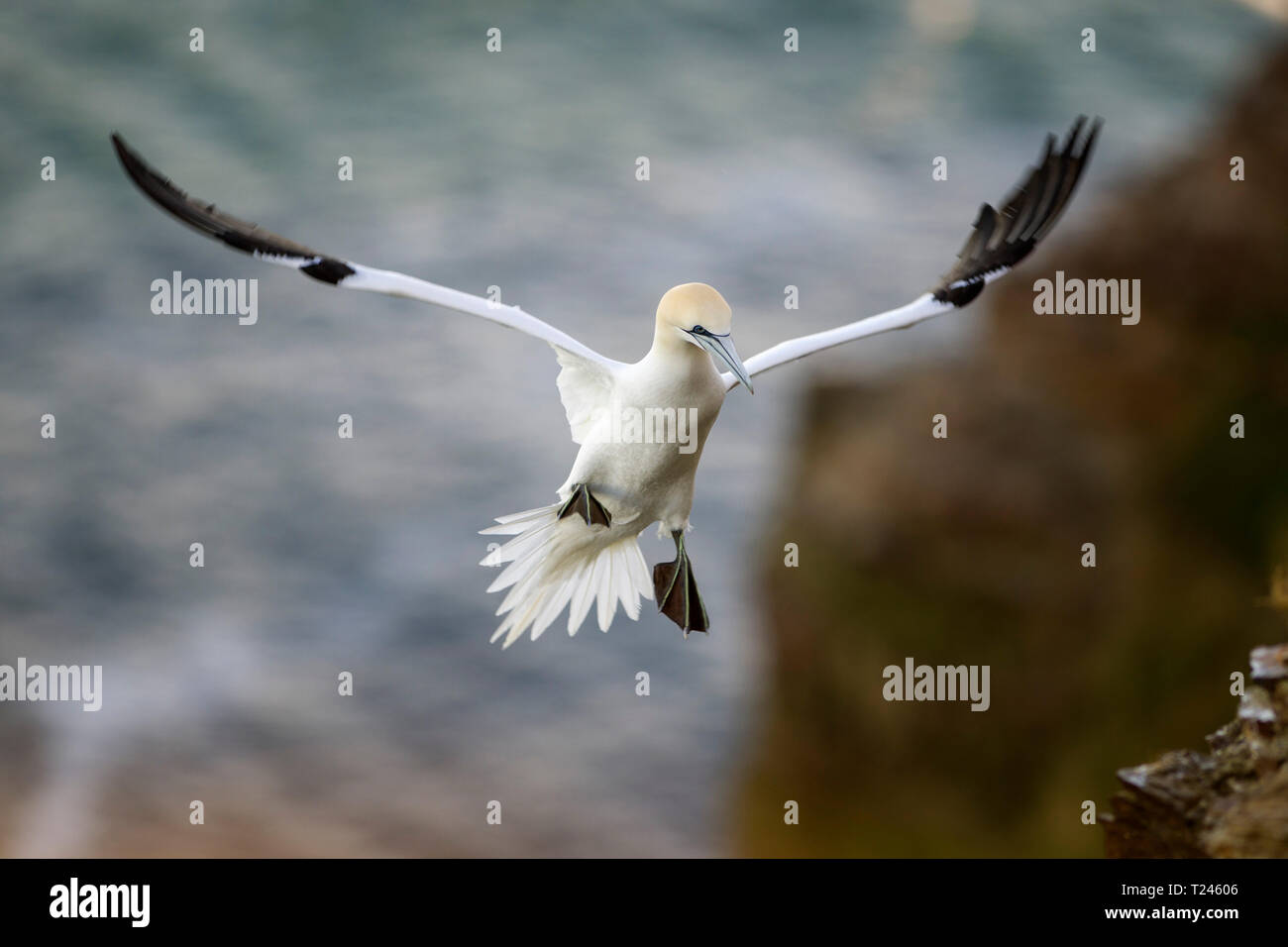 UK, Scotland, flying Northern gannet Stock Photo - Alamy