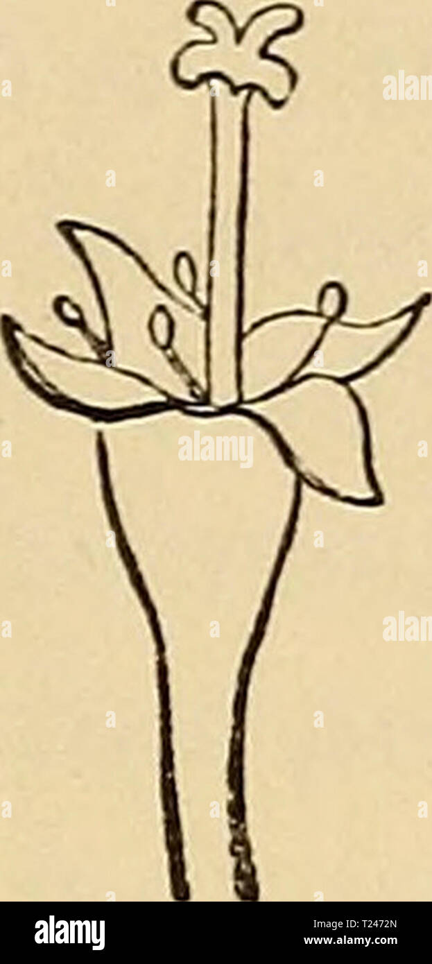 Archive image from page 310 of The different forms of flowers The ...