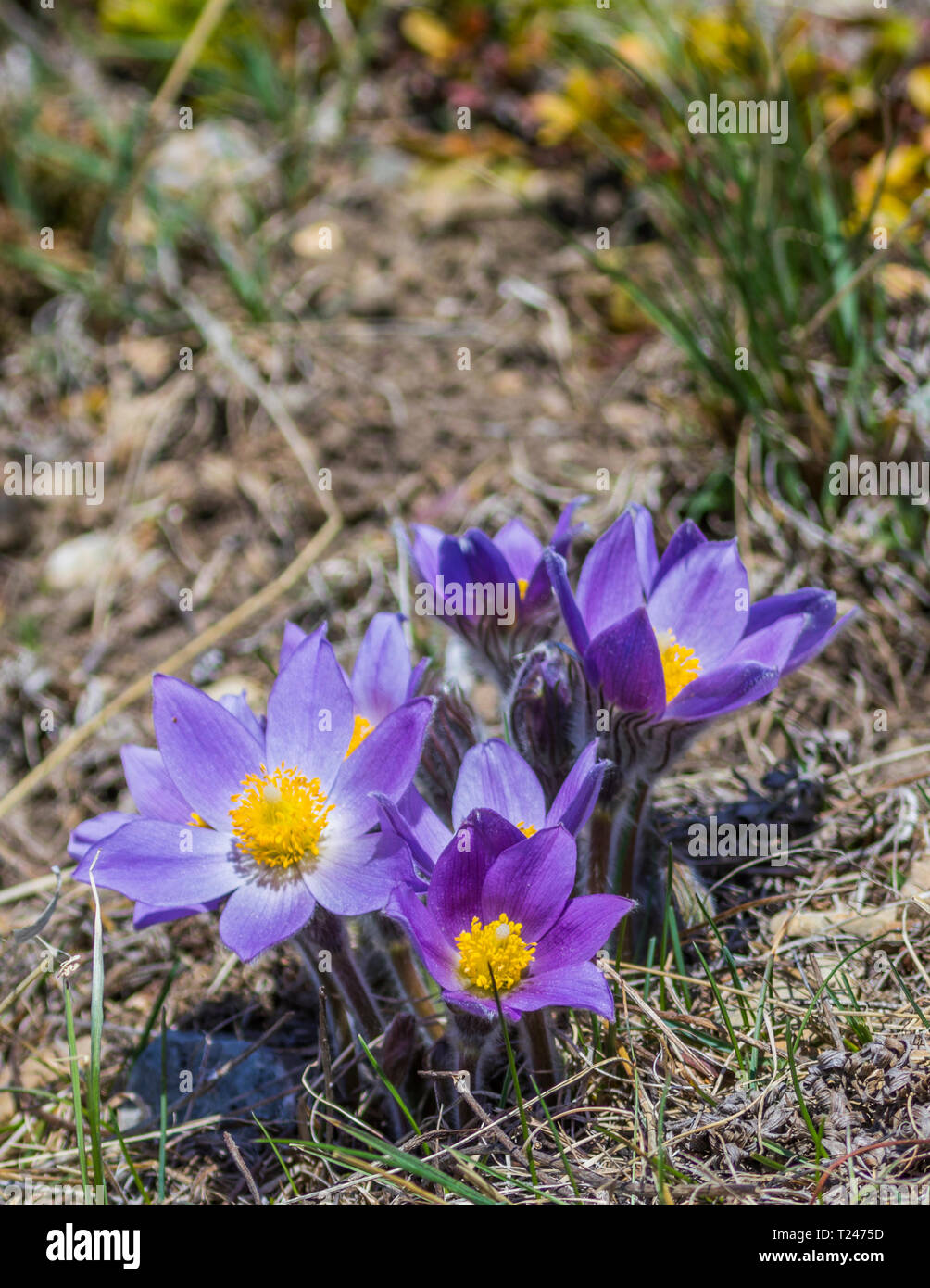 Crocus Corm High Resolution Stock Photography and Images - Alamy