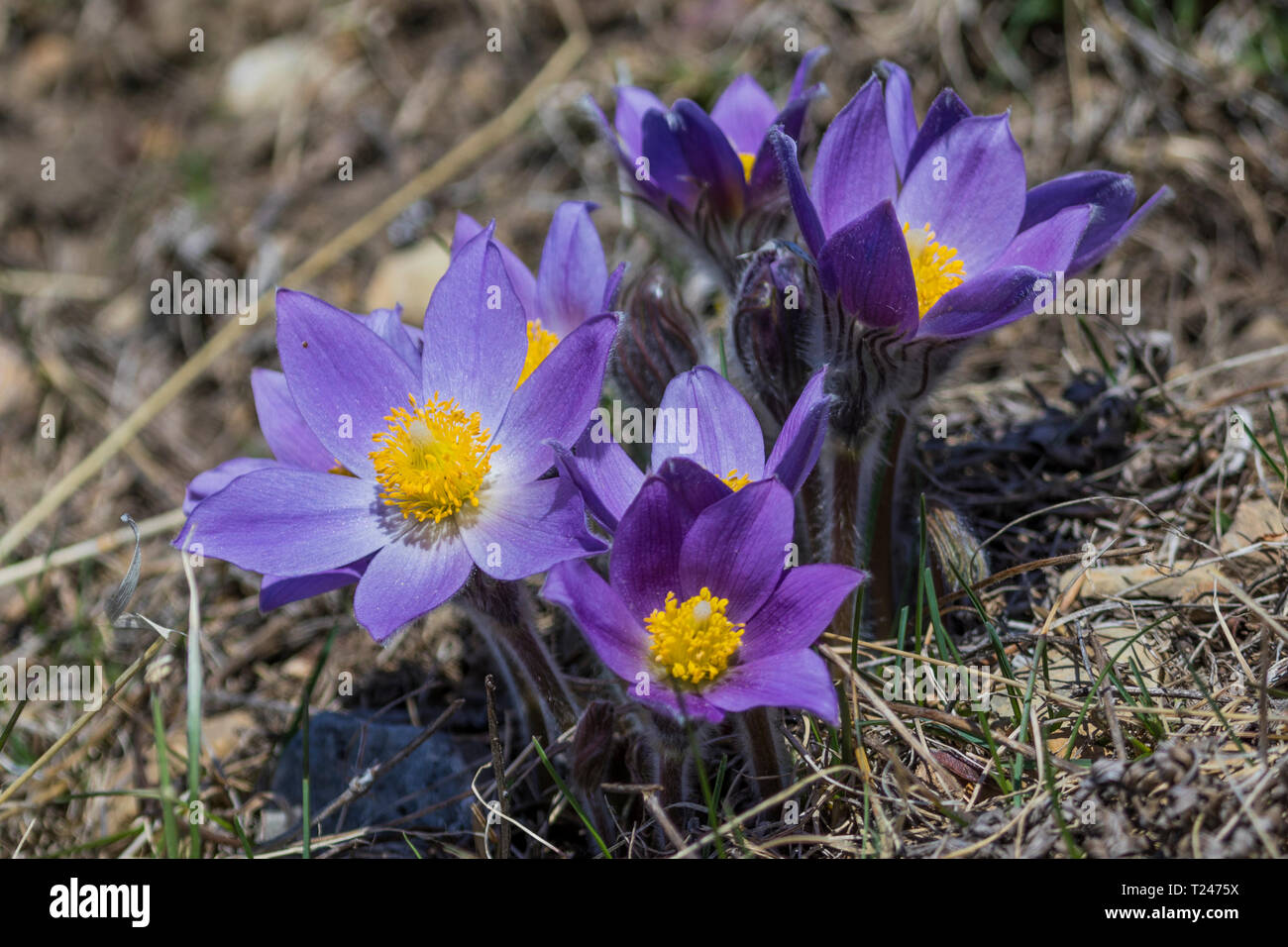 Spring corm hi-res stock photography and images - Alamy