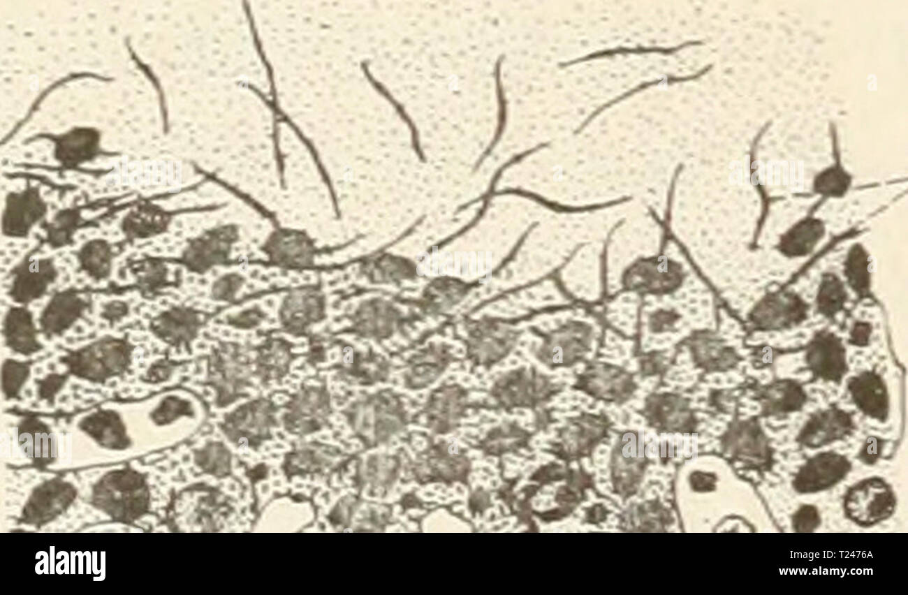 Infectious diseases in sheep hi-res stock photography and images - Alamy