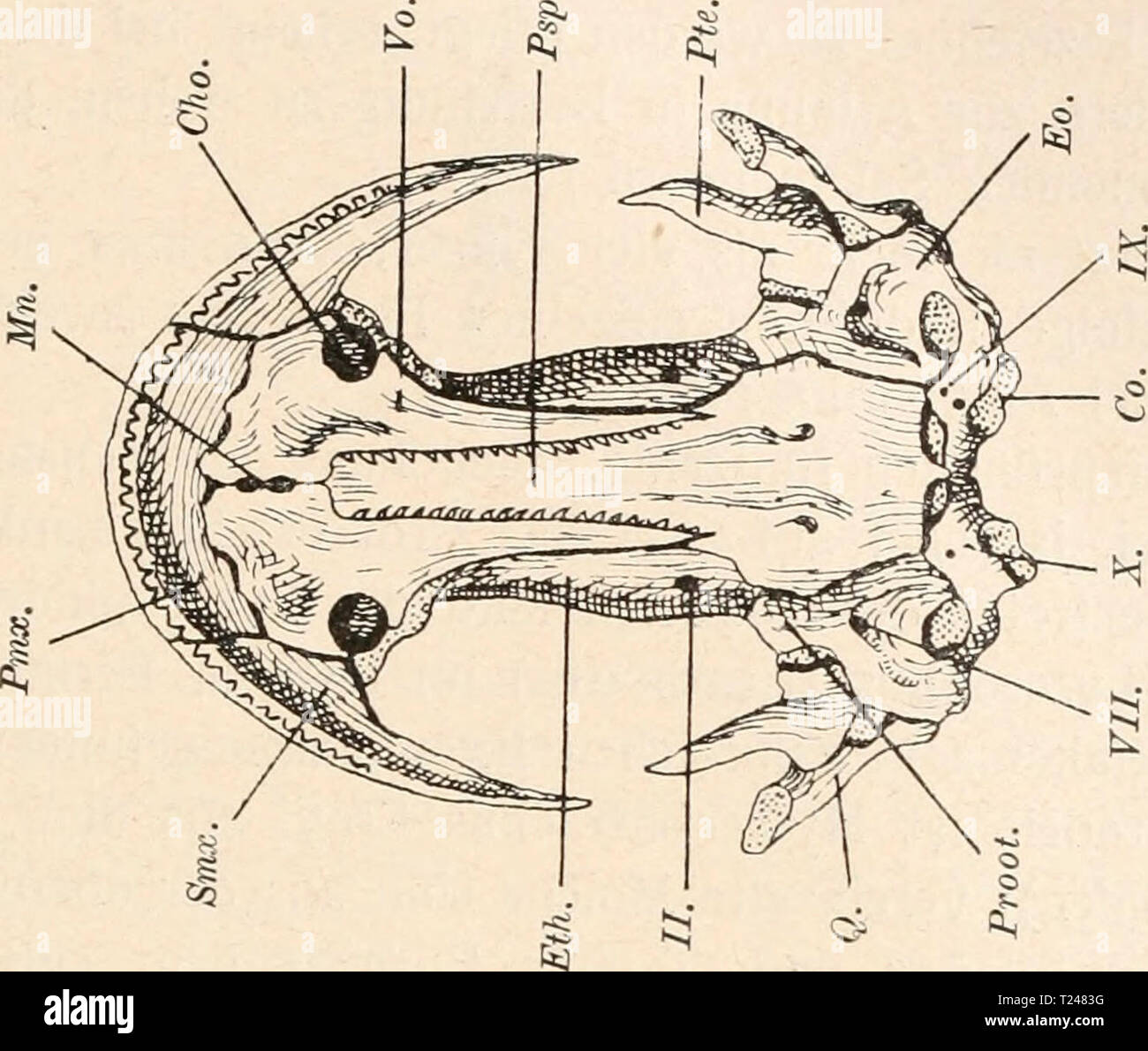 O wirbeltiere hi-res stock photography and images - Alamy