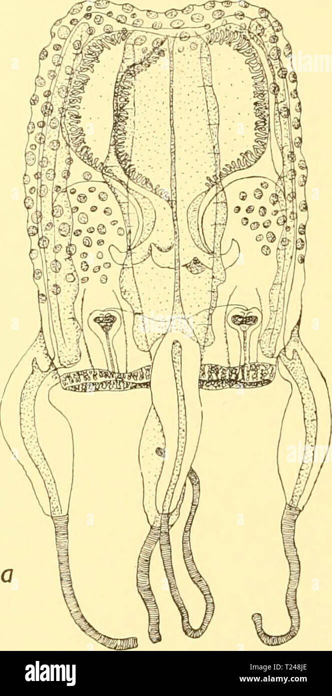 Feebly hi-res stock photography and images - Alamy