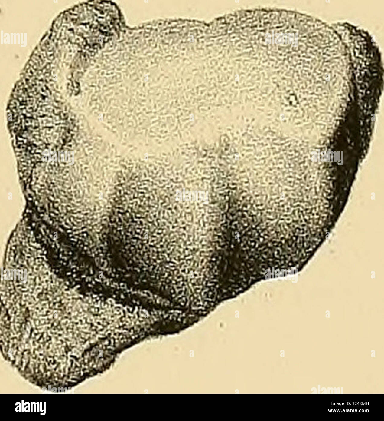 Dinoceras hi-res stock photography and images - Alamy