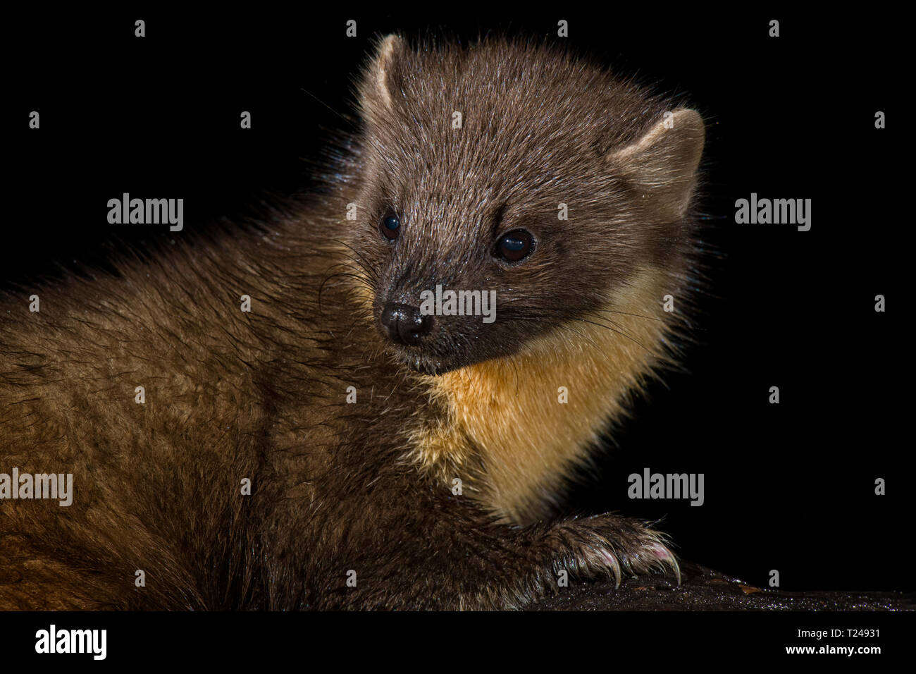Portrait of pine marten against black background Stock Photo - Alamy